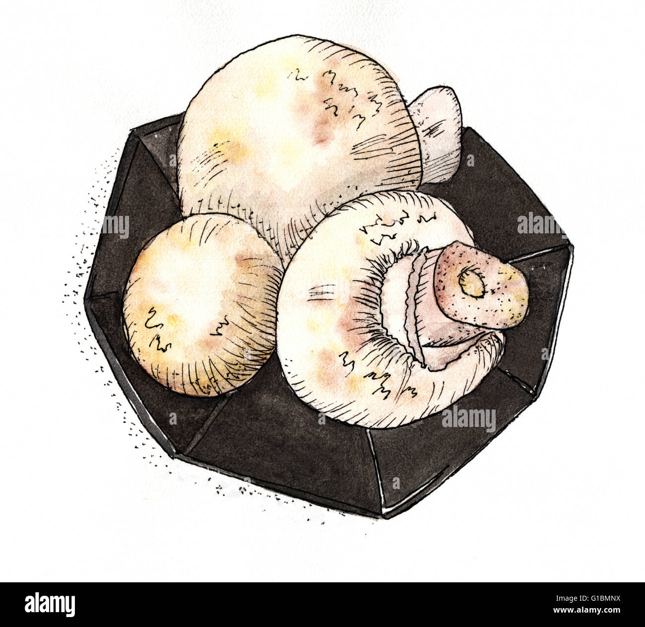 Champignon hand draw hi-res stock photography and images - Alamy