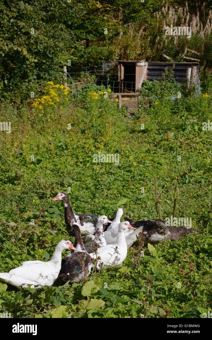 Free range ducks hi-res stock photography and images - Alamy