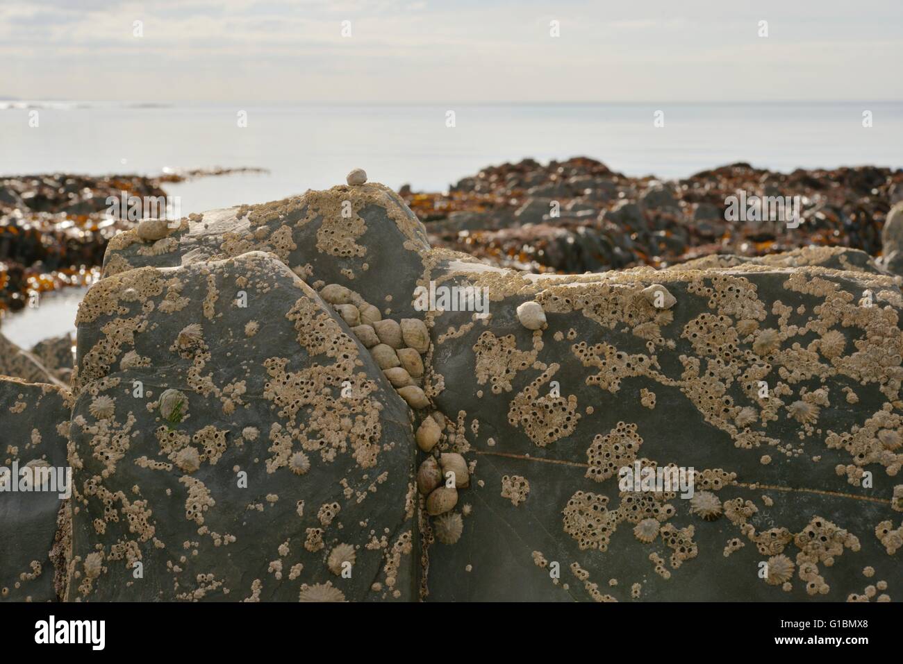 Barnacles and Dog Whelks, Nucella lapillus clustering in the shade in ...