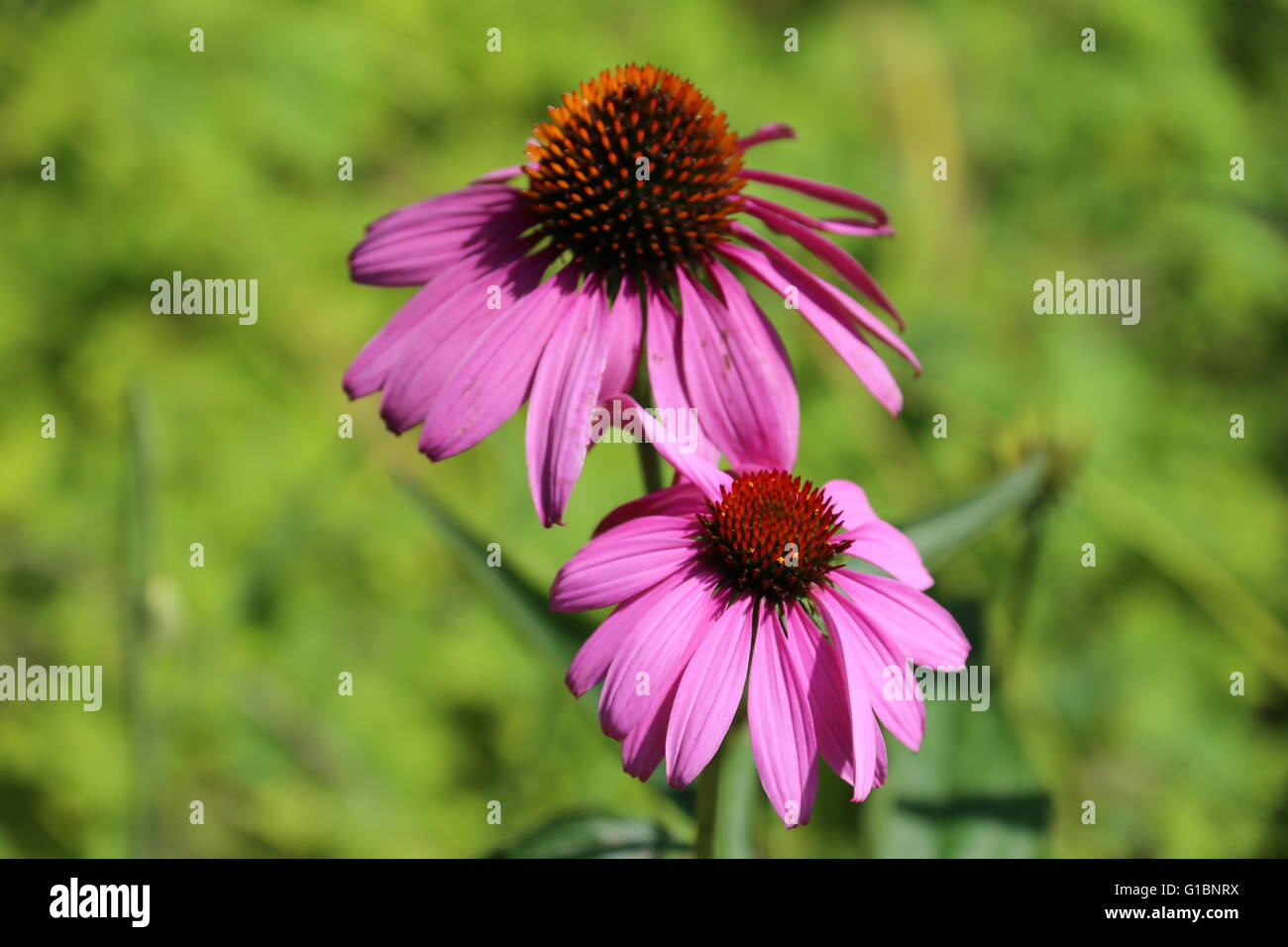 Purple spring flower Stock Photo - Alamy