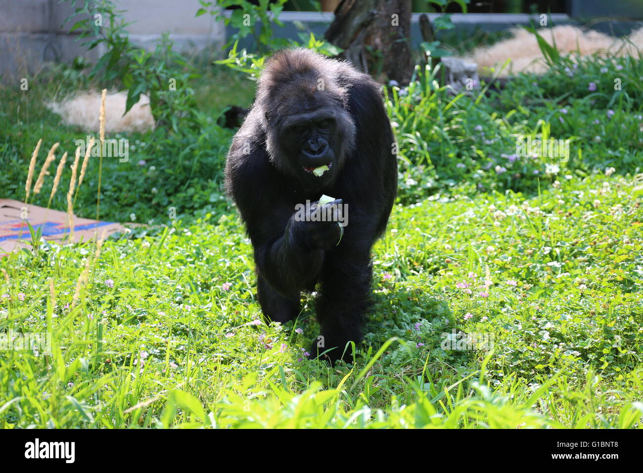 Large gorilla eating Stock Photo - Alamy
