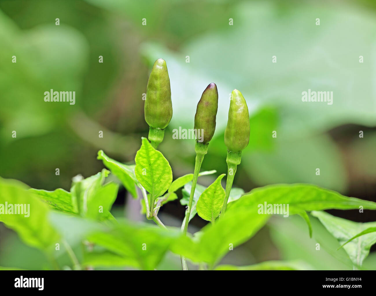 Ripening chilli pod hi-res stock photography and images - Alamy