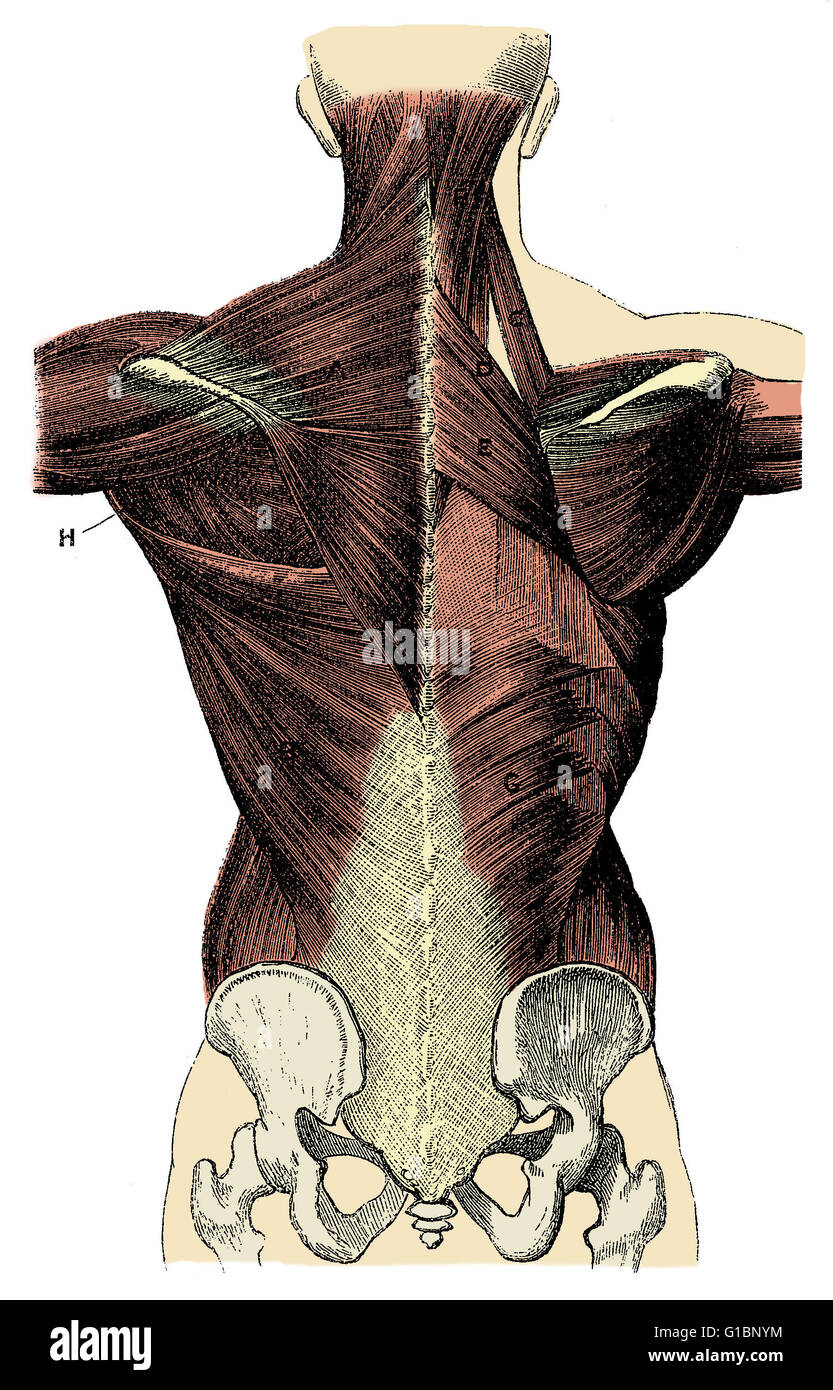 Labeled Anatomy Open Back