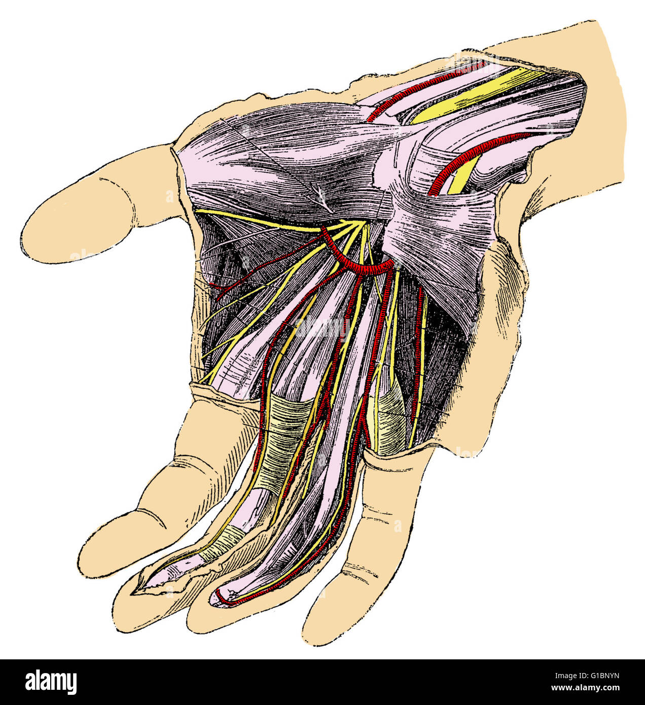 Superficial Veins High Resolution Stock Photography and Images - Alamy