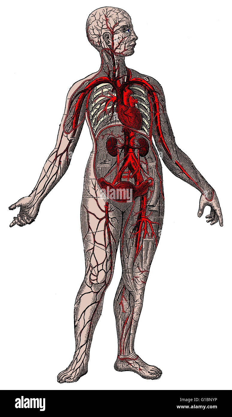 Illustration of a human's vascular system Stock Photo - Alamy