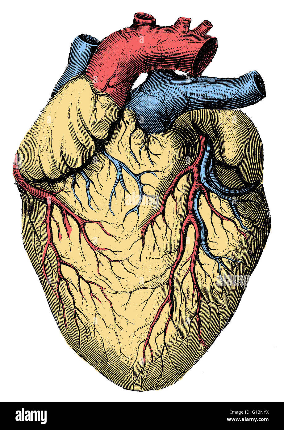 A human heart Stock Photo - Alamy