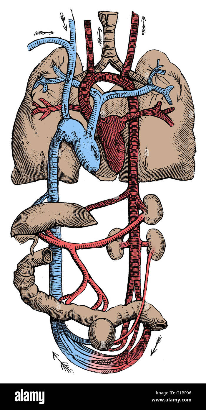 A human's circulatory system with arrows that show the direction of ...