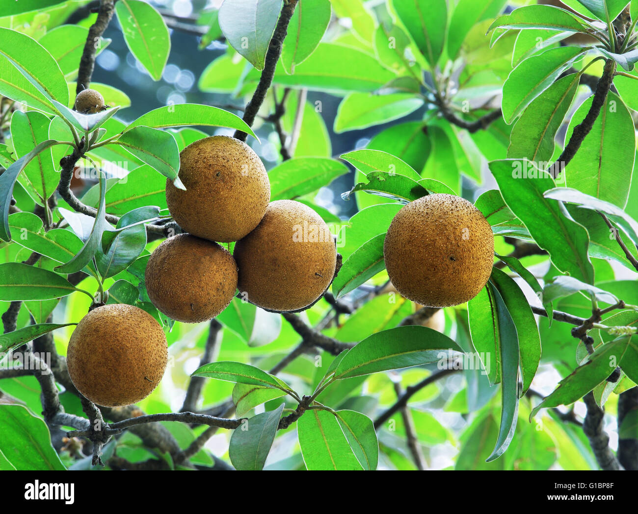 Sapodilla Fruit Tree