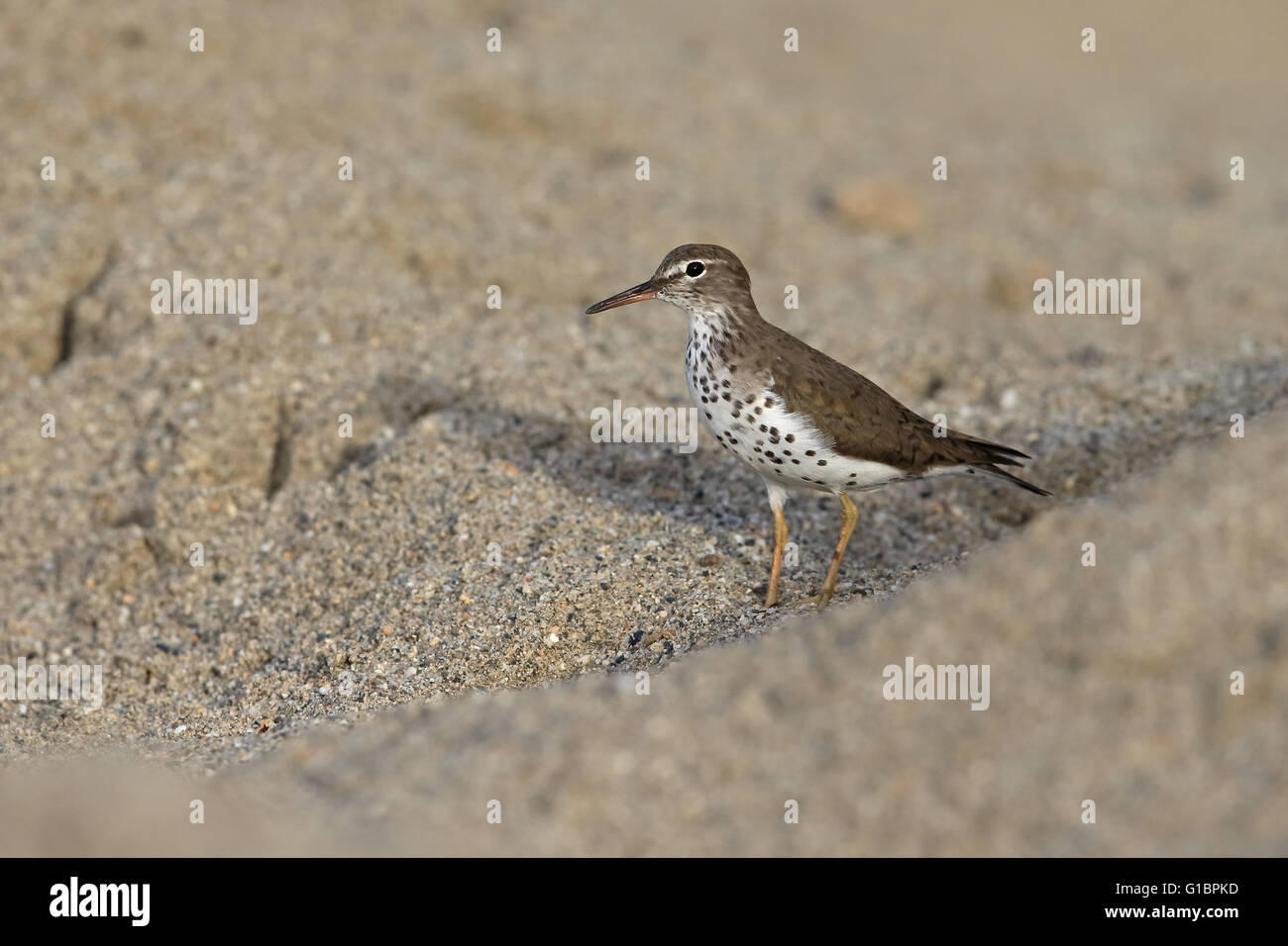 Spotted Sandpiper (Actitis macularia Stock Photo - Alamy