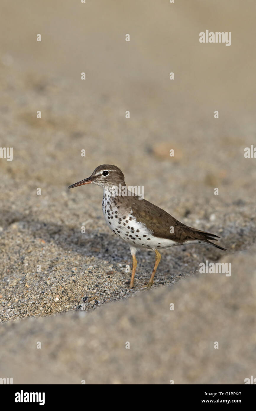 Spotted Sandpiper (Actitis macularia Stock Photo - Alamy