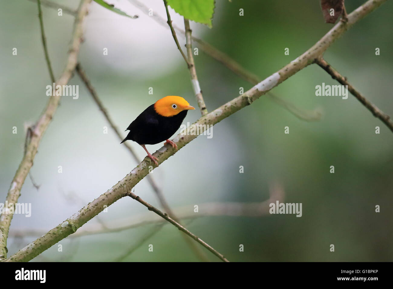Golden headed manakin hi-res stock photography and images - Alamy