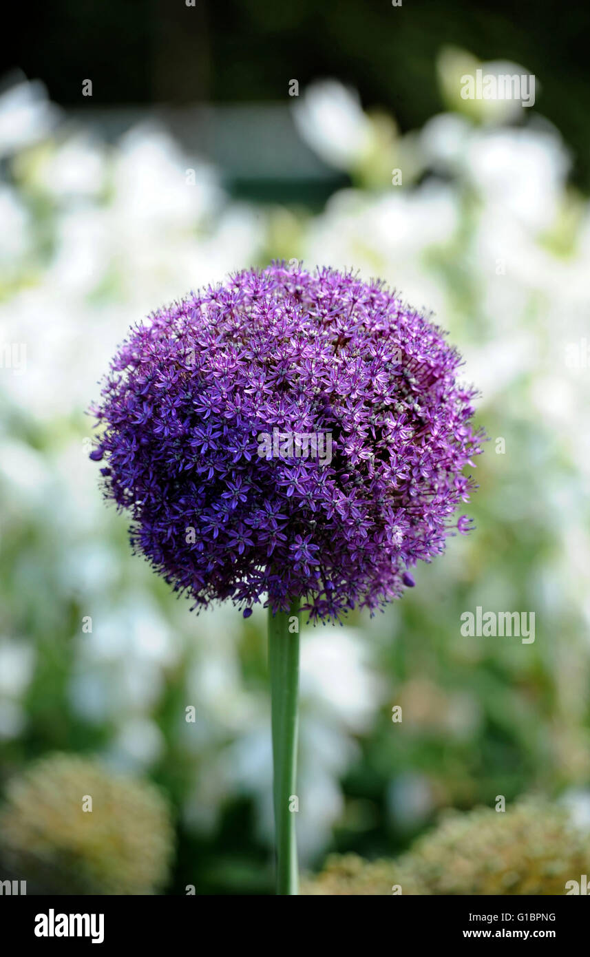 Allium border hi-res stock photography and images - Alamy