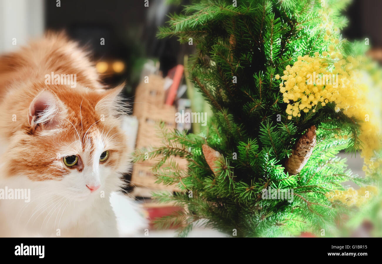 Original Big Tree High Resolution Stock Photography and Images - Alamy