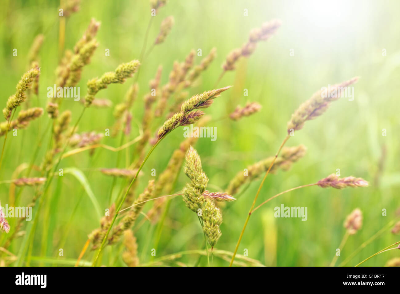 Nice field grass summer day at green background Stock Photo - Alamy