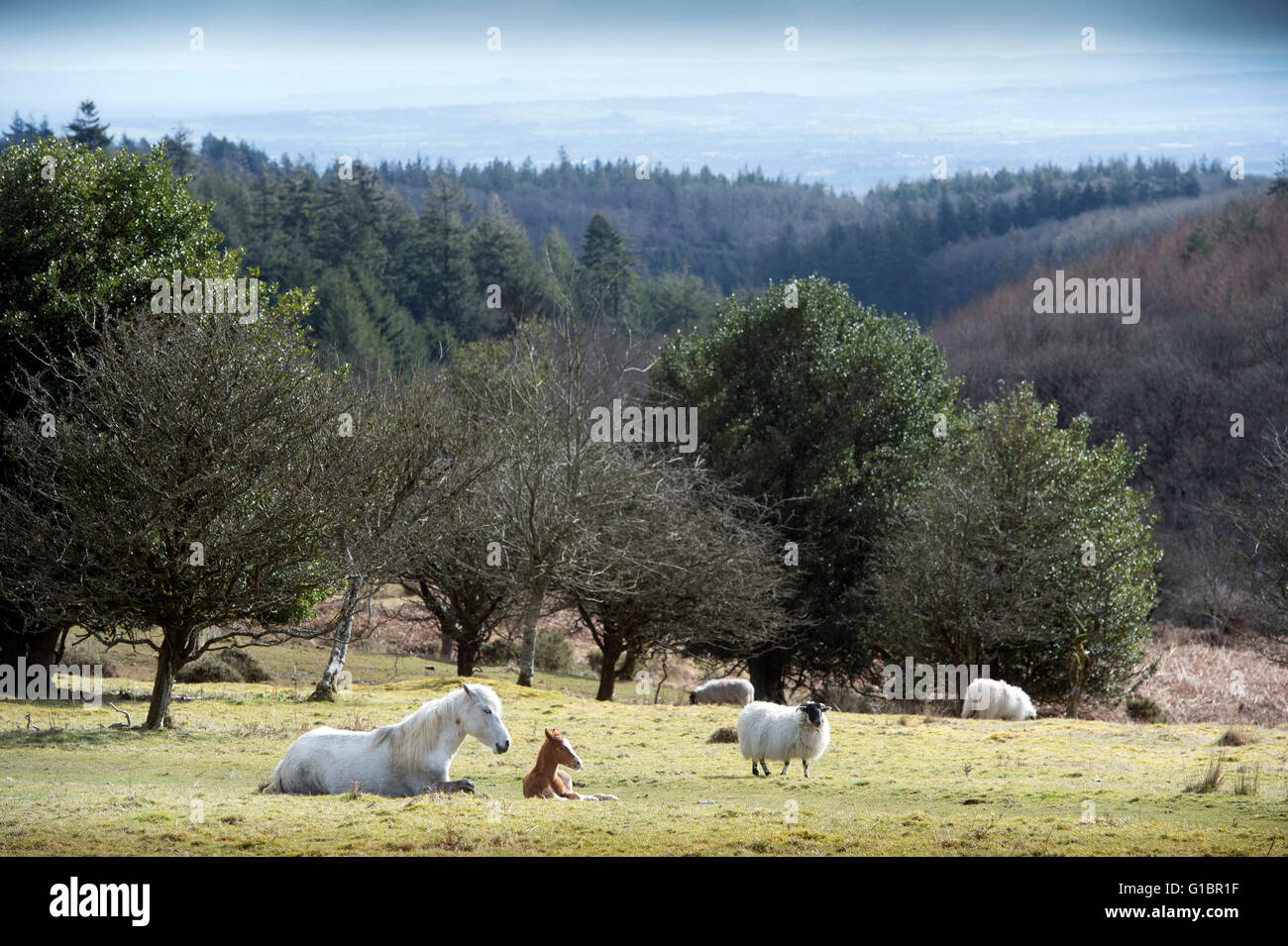 A newborn spring foal on the Quantocks near Crowcombe, Somerset UK ...