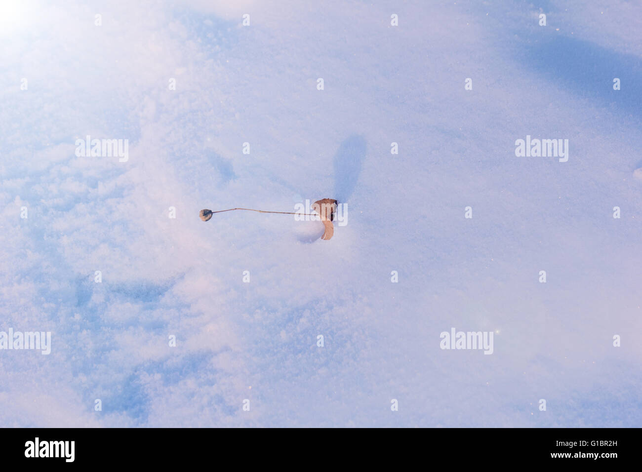 Strong real winter in hi-res stock photography and images - Alamy