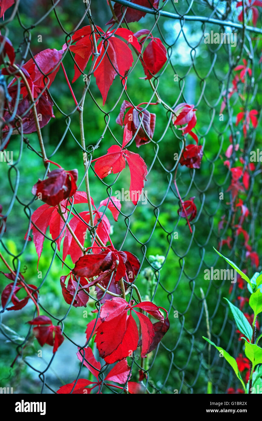 Red grapes orange hi-res stock photography and images - Alamy