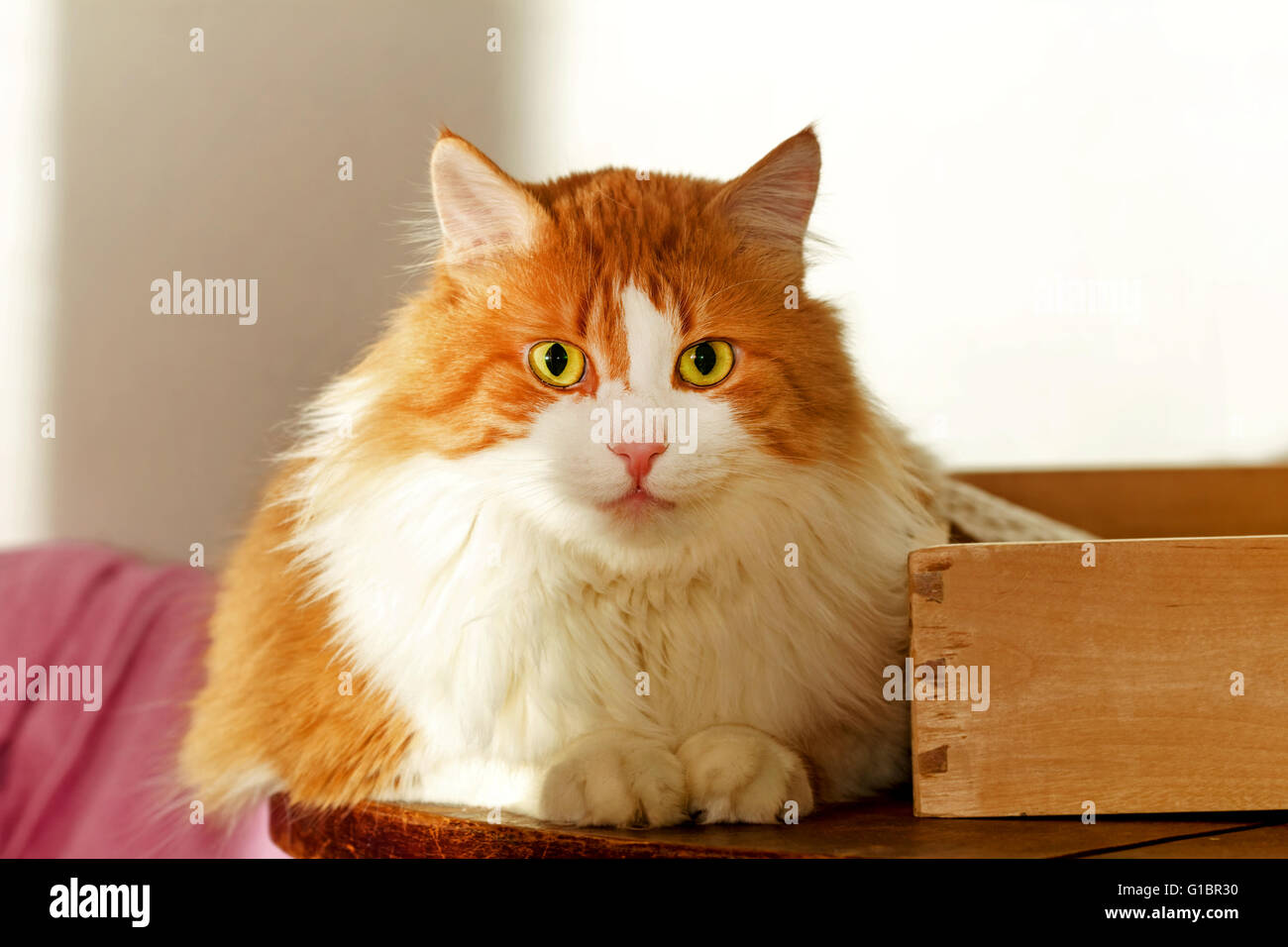 Nice frame hi-res stock photography and images - Alamy