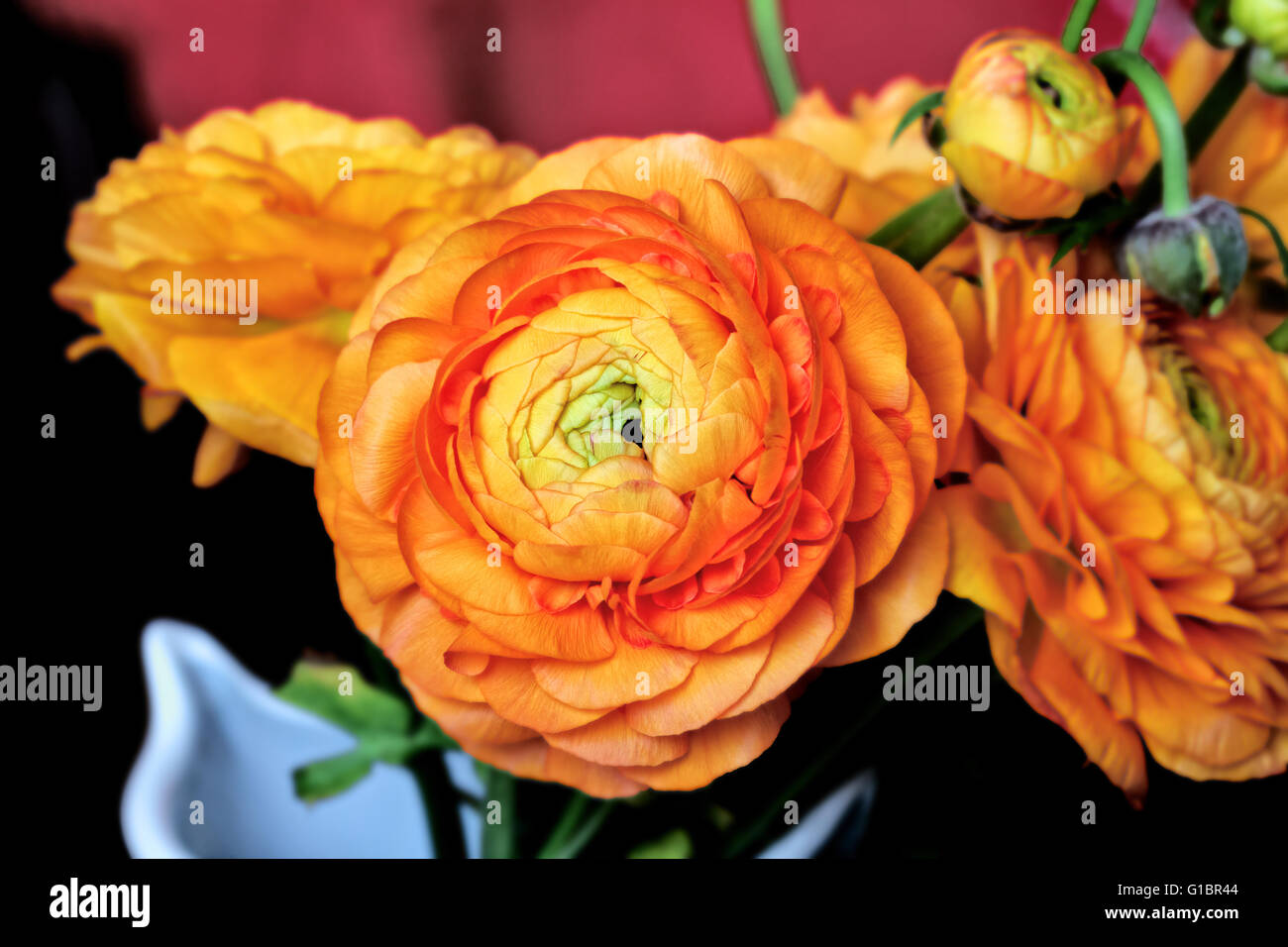 Beauty flowers of orange ranunculus for lovely present Stock Photo - Alamy