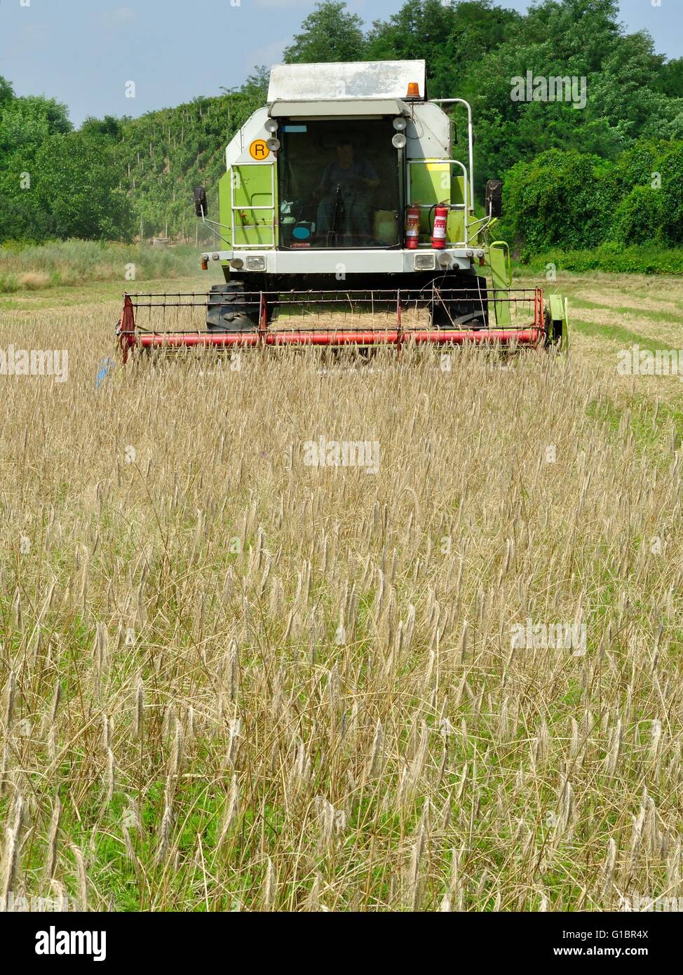 Front view of modern combine harvester in the wheat field during ...