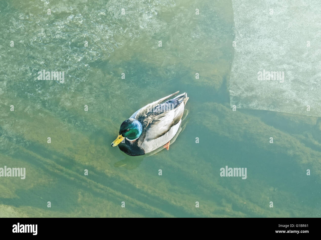 Cold water birds hi-res stock photography and images - Alamy