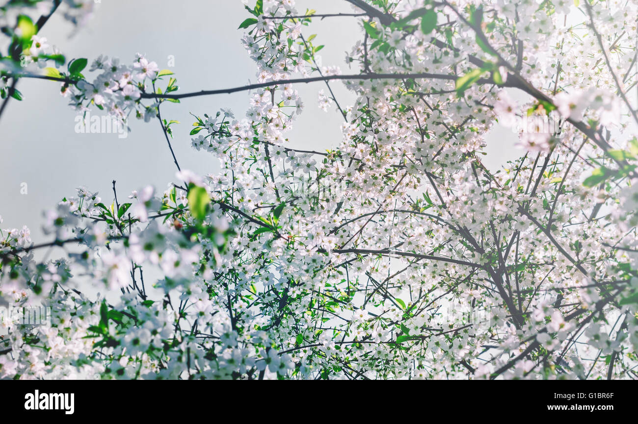 Beauty spring flowering branches of cherry at sunny morning Stock Photo ...