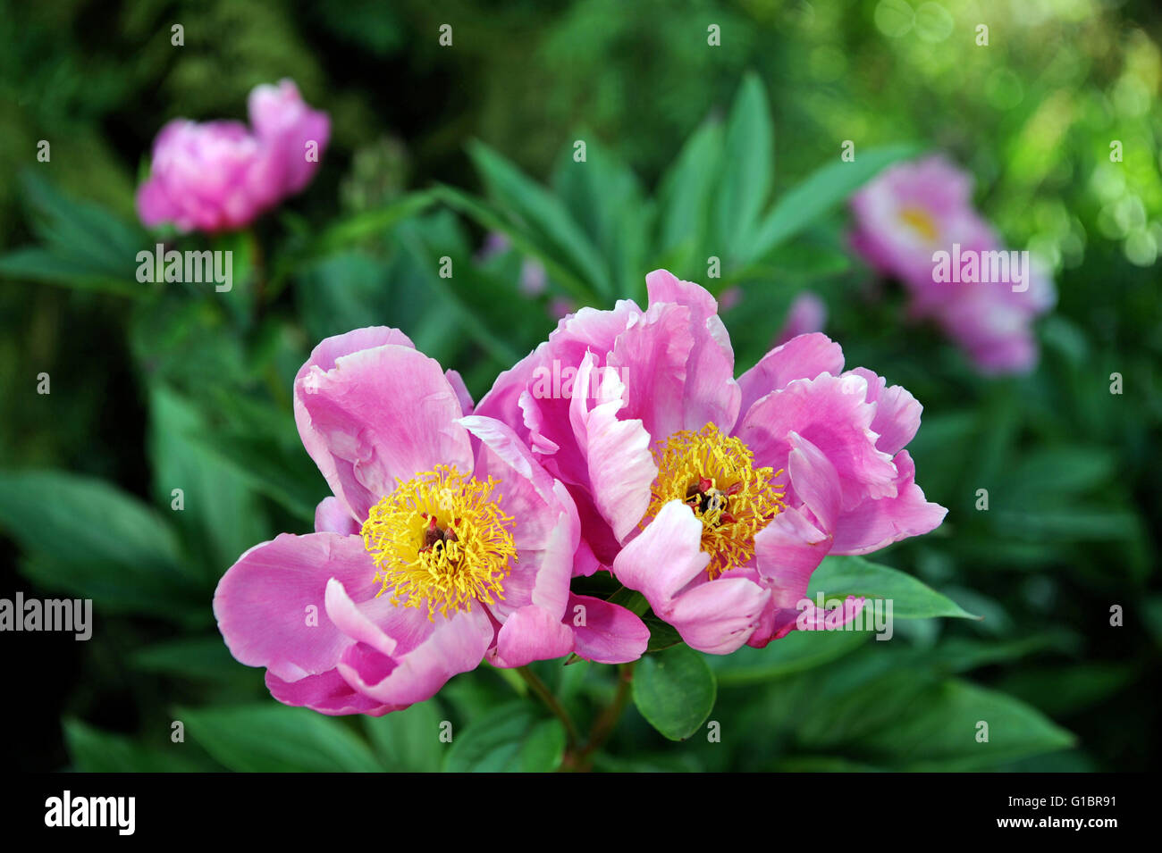 Pink tree peonies hi-res stock photography and images - Alamy