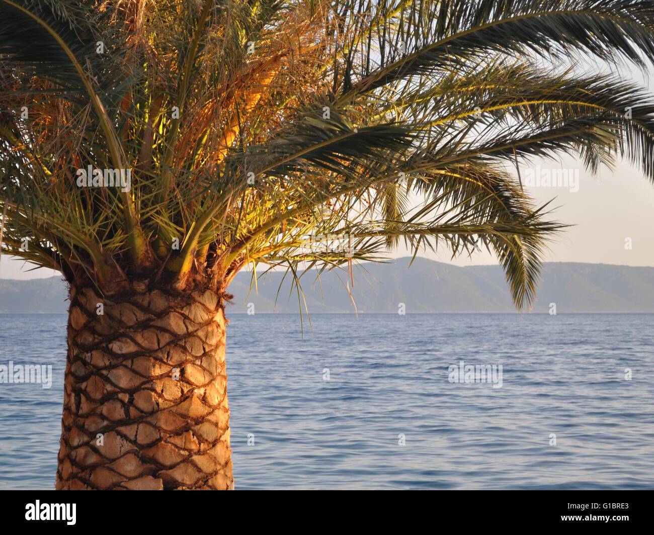 Palm tree on the left side hi-res stock photography and images - Alamy