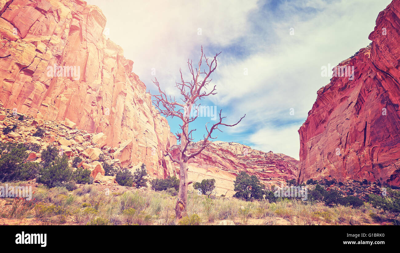 Withered tree hi-res stock photography and images - Alamy