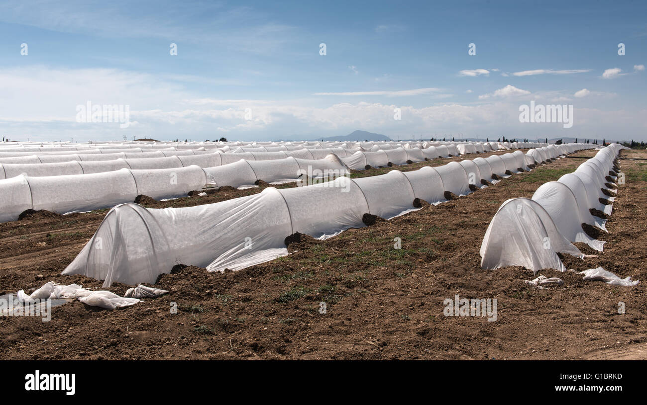 Small agriculture greenhouse to protect small vegetable plants from bad ...