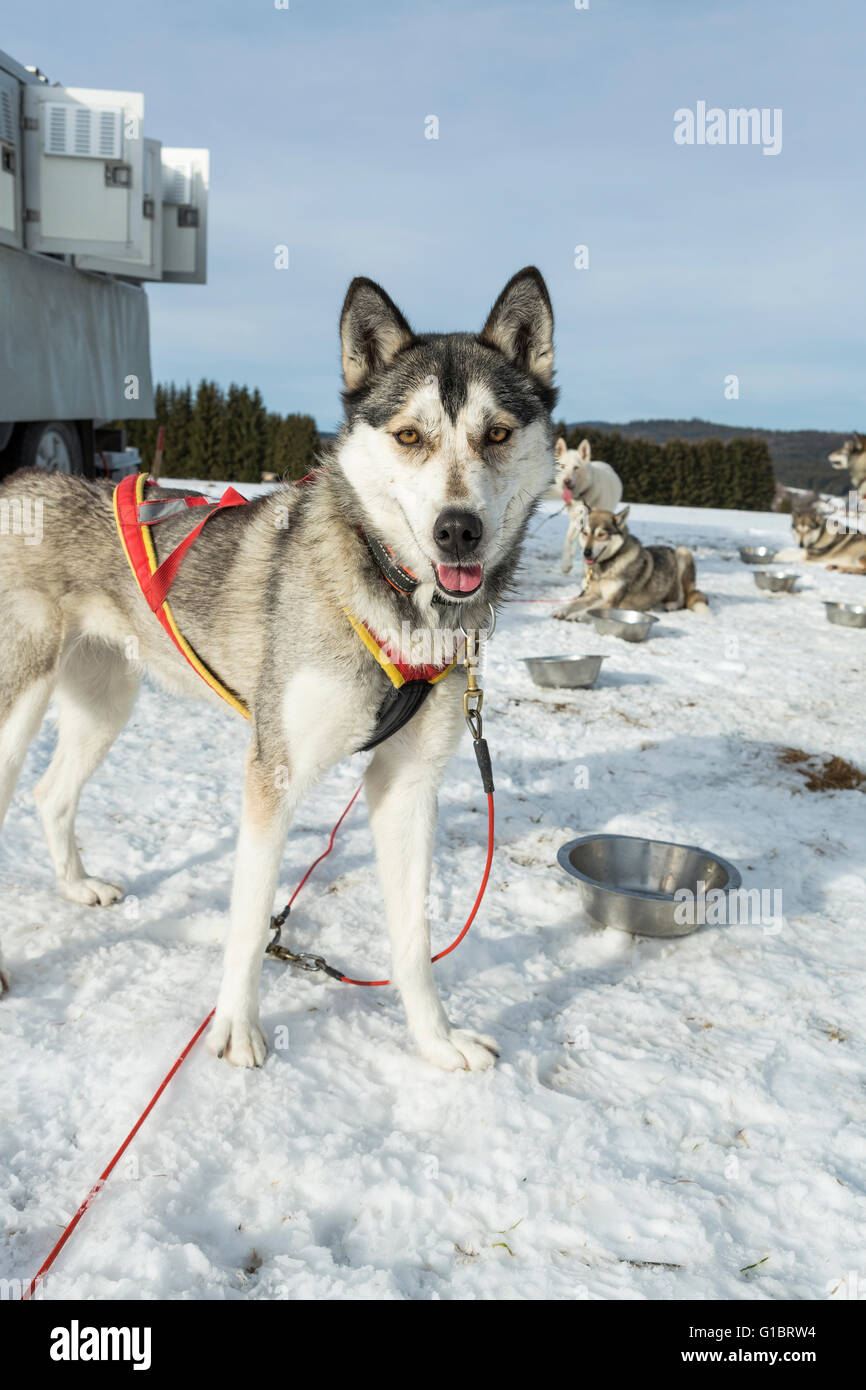 Husky portrait. Racing siberian husky dog in the snow after the races ...