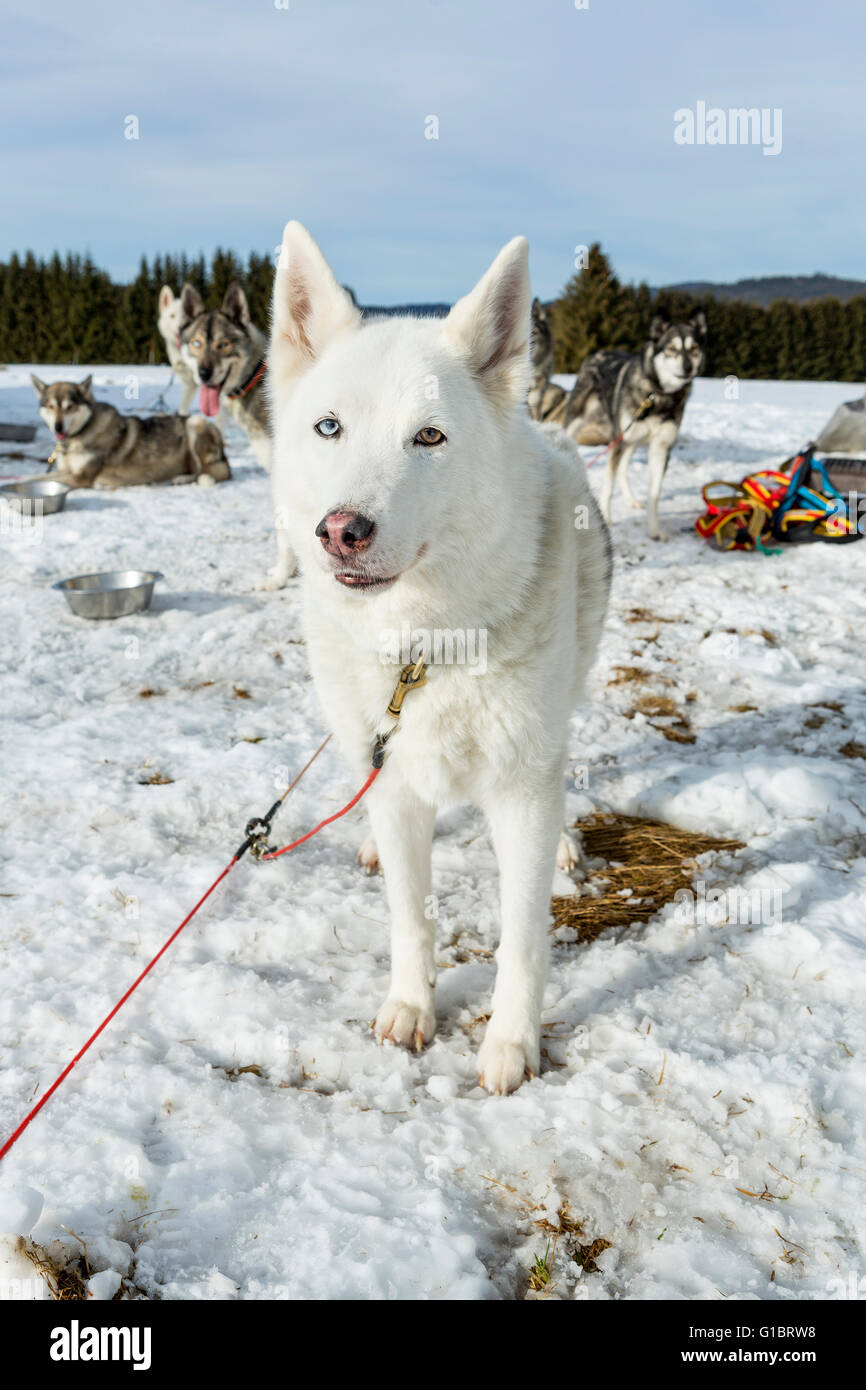 Husky portrait. Racing siberian husky dog in the snow after the races ...