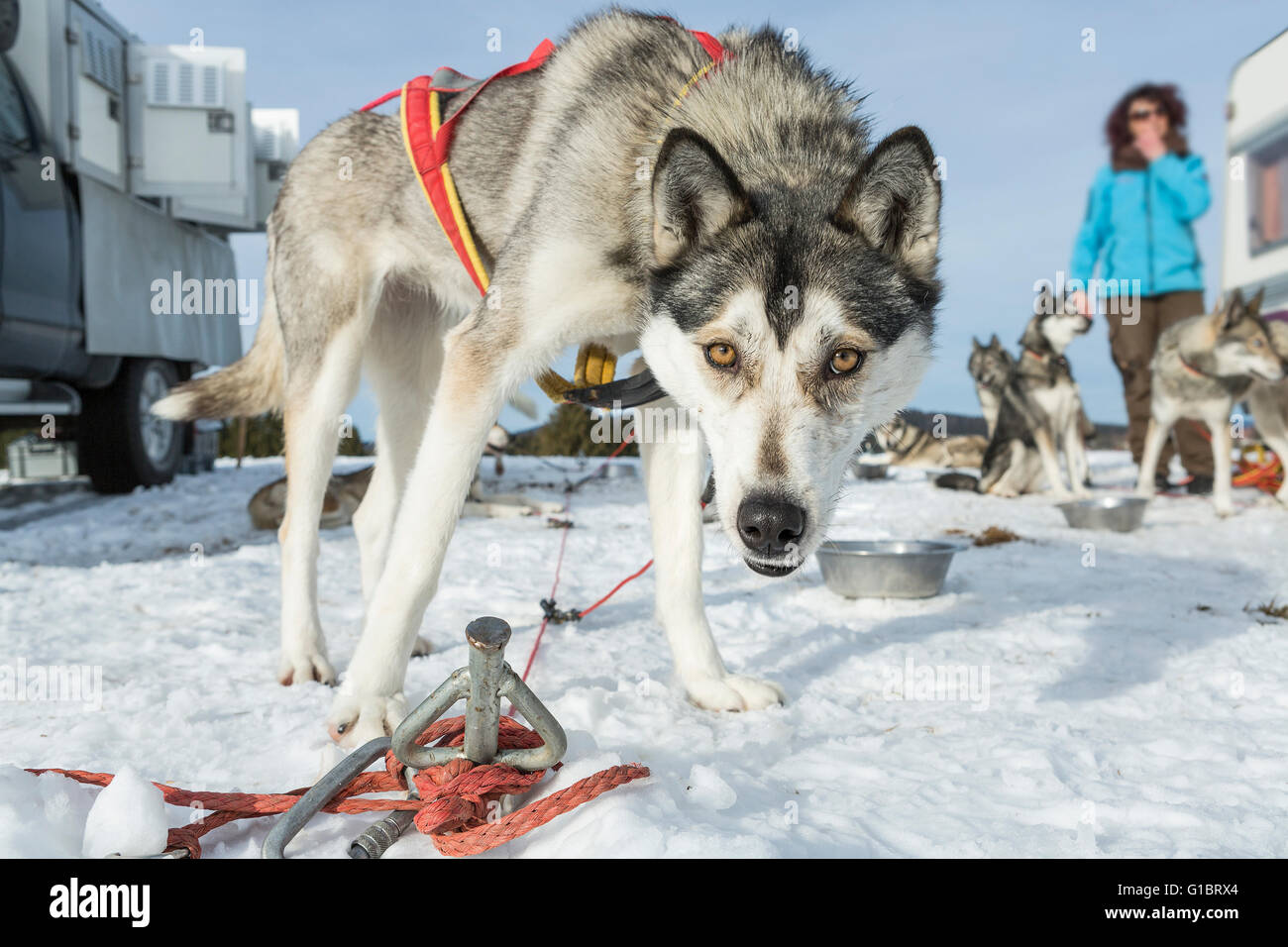 Group Siberian husky in winter, lying on the ground. Focus on the back ...