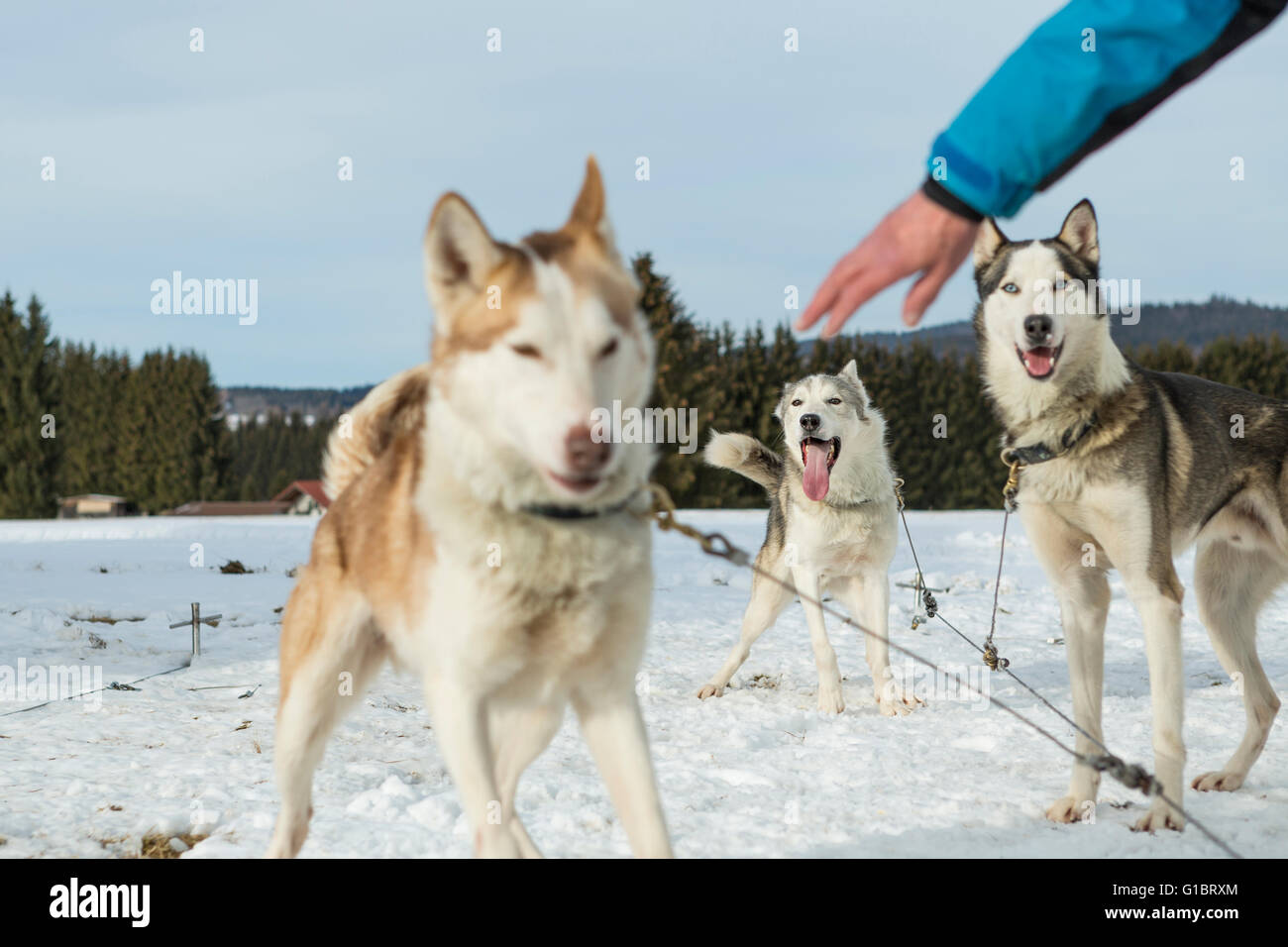 Group Siberian husky in winter, lying on the ground. Focus on the back ...