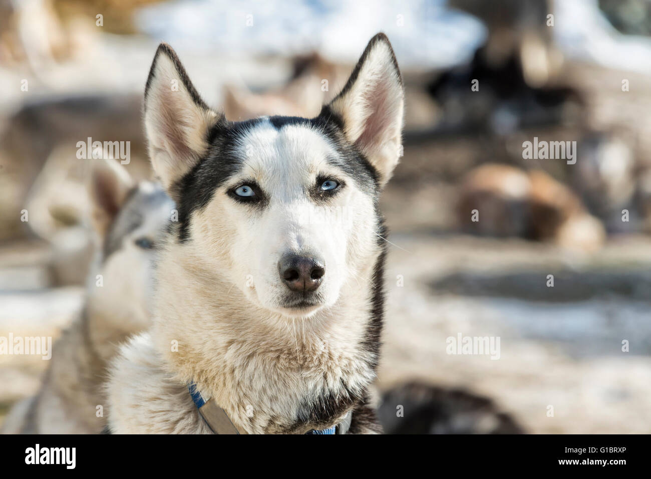 Husky portrait in winter Stock Photo - Alamy