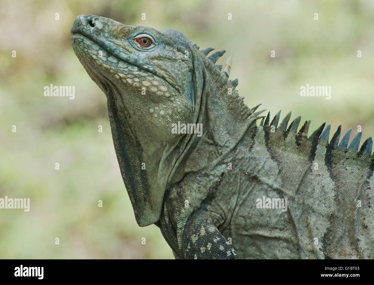 Hispaniolan or Ricord's Ground Iguana (Cyclura ricordi) Critically ...
