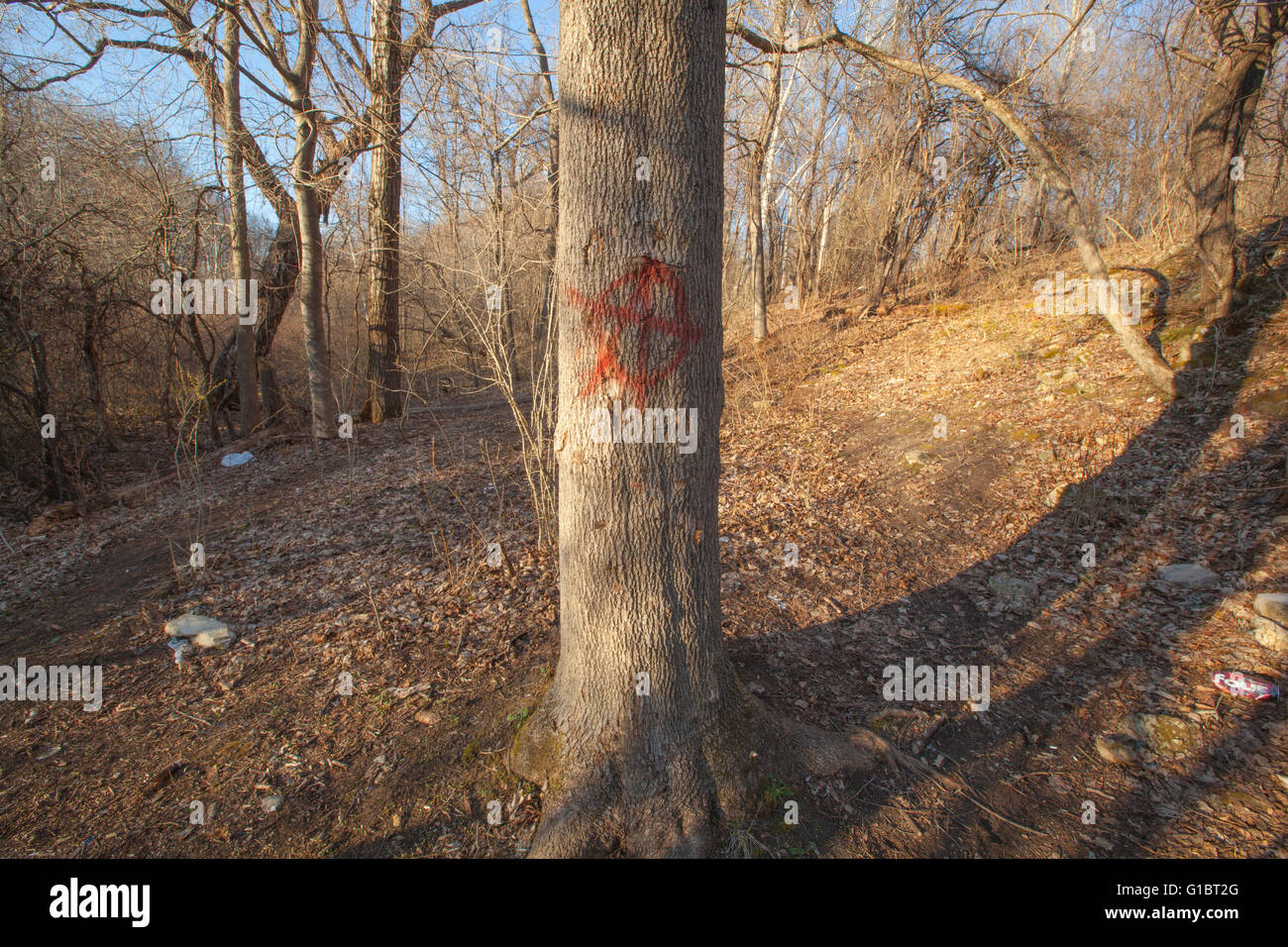 A tree with an anarchy symbol spray painted on it's trunk Stock Photo ...