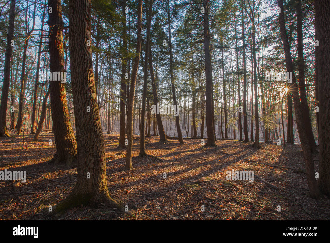 Woodlands in berkshire hi-res stock photography and images - Alamy