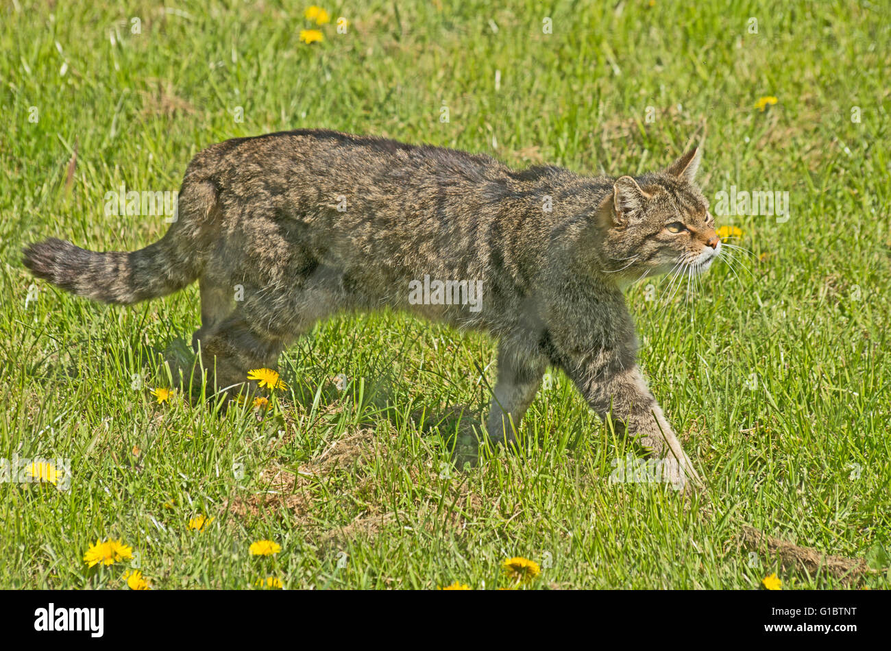 Scottish wild cat hi-res stock photography and images - Alamy