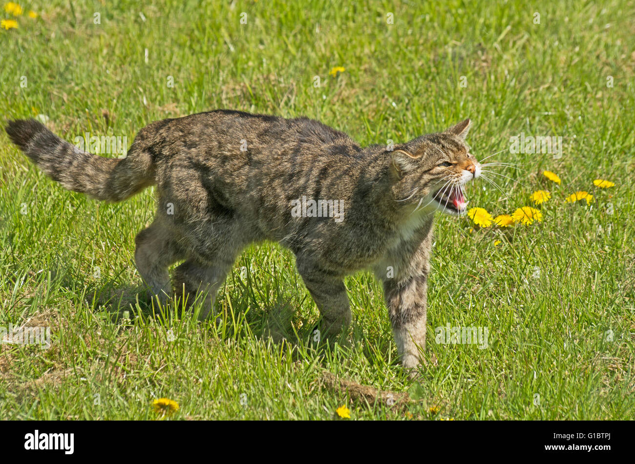Scottish Wild Cat High Resolution Stock Photography and Images - Alamy