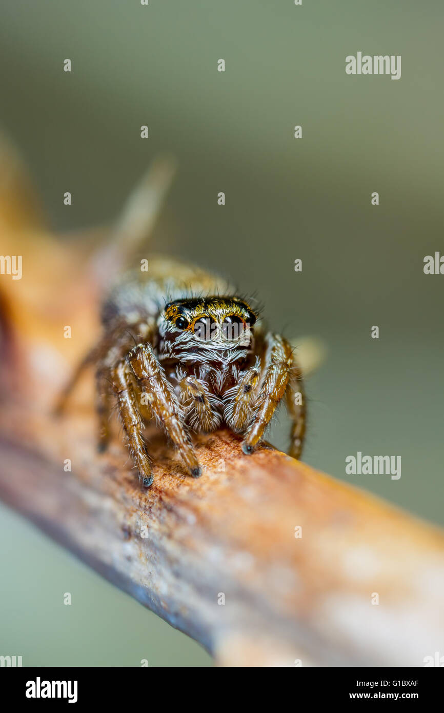 Evarcha falcata jumping spider hunting on dead bramble Stock Photo - Alamy