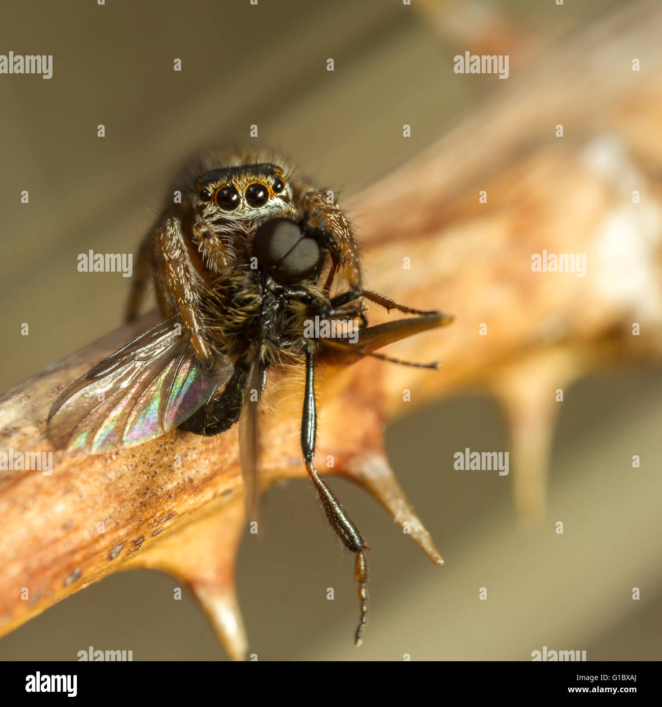Jumping spider species hi-res stock photography and images - Alamy