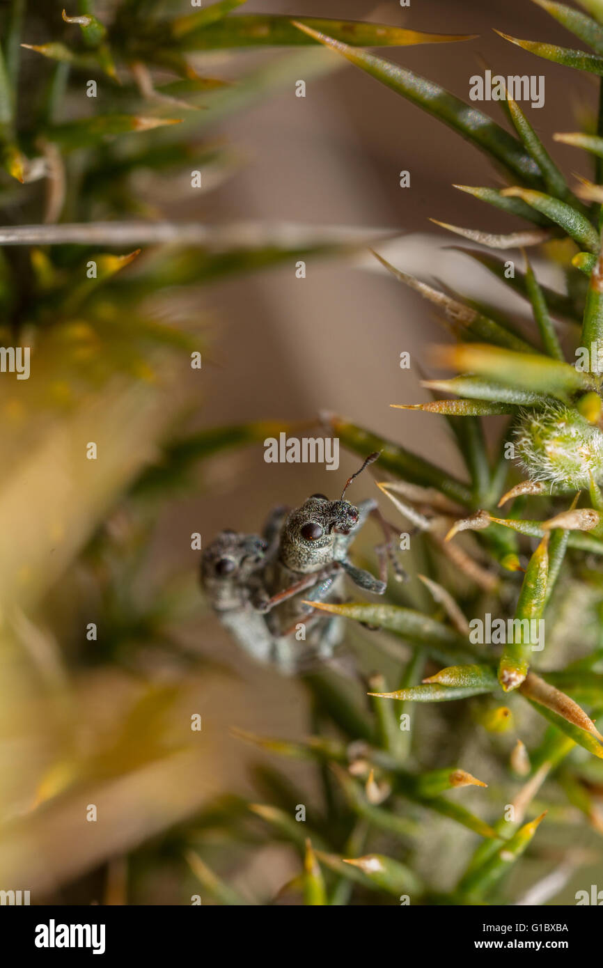 Sitona striatellus weevil mating pair in young gorse Stock Photo - Alamy