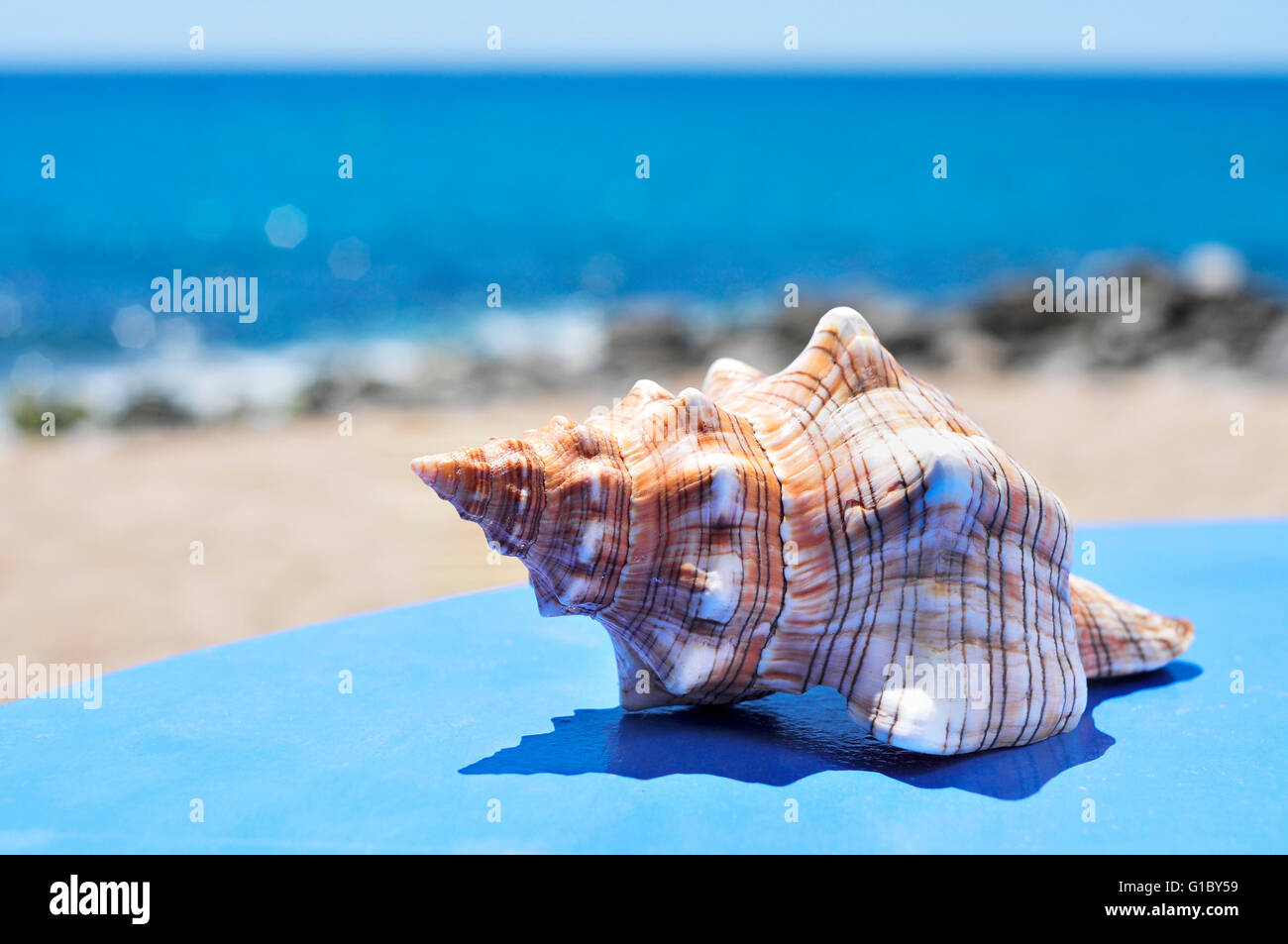 Seaside conch water and seawater hi-res stock photography and images ...