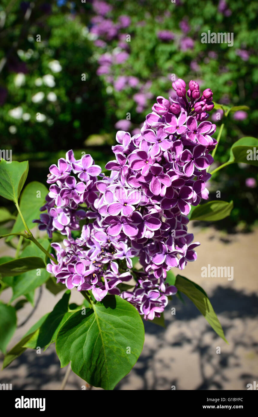 Single lilac hi-res stock photography and images - Alamy