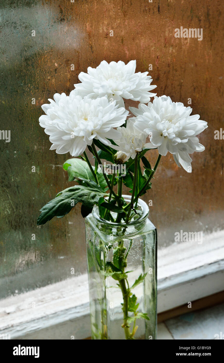 Autumn cut flowers on the damp window Stock Photo - Alamy