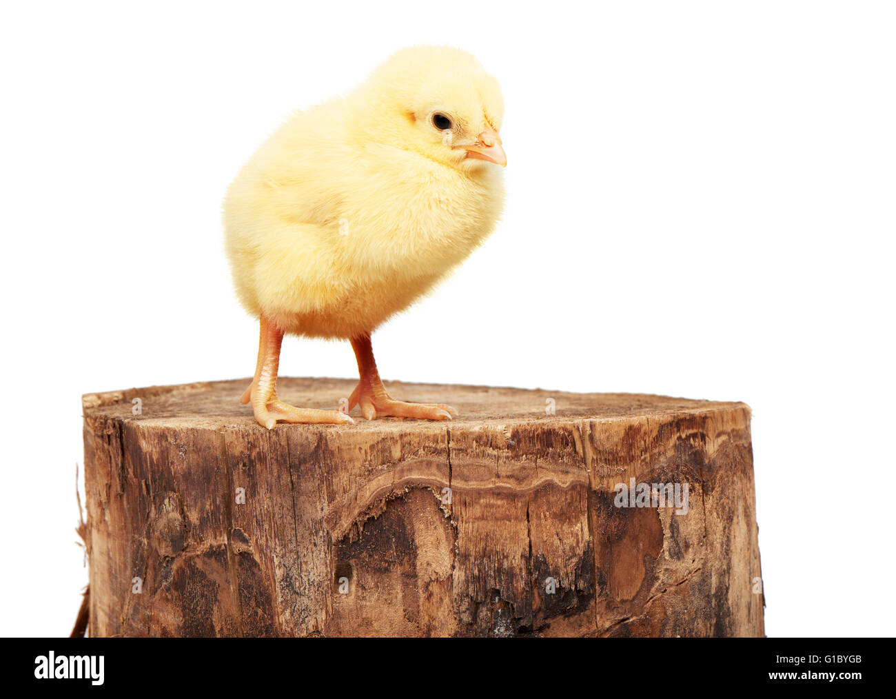Small yellow chicken standing on wooden stump, isolated on white ...