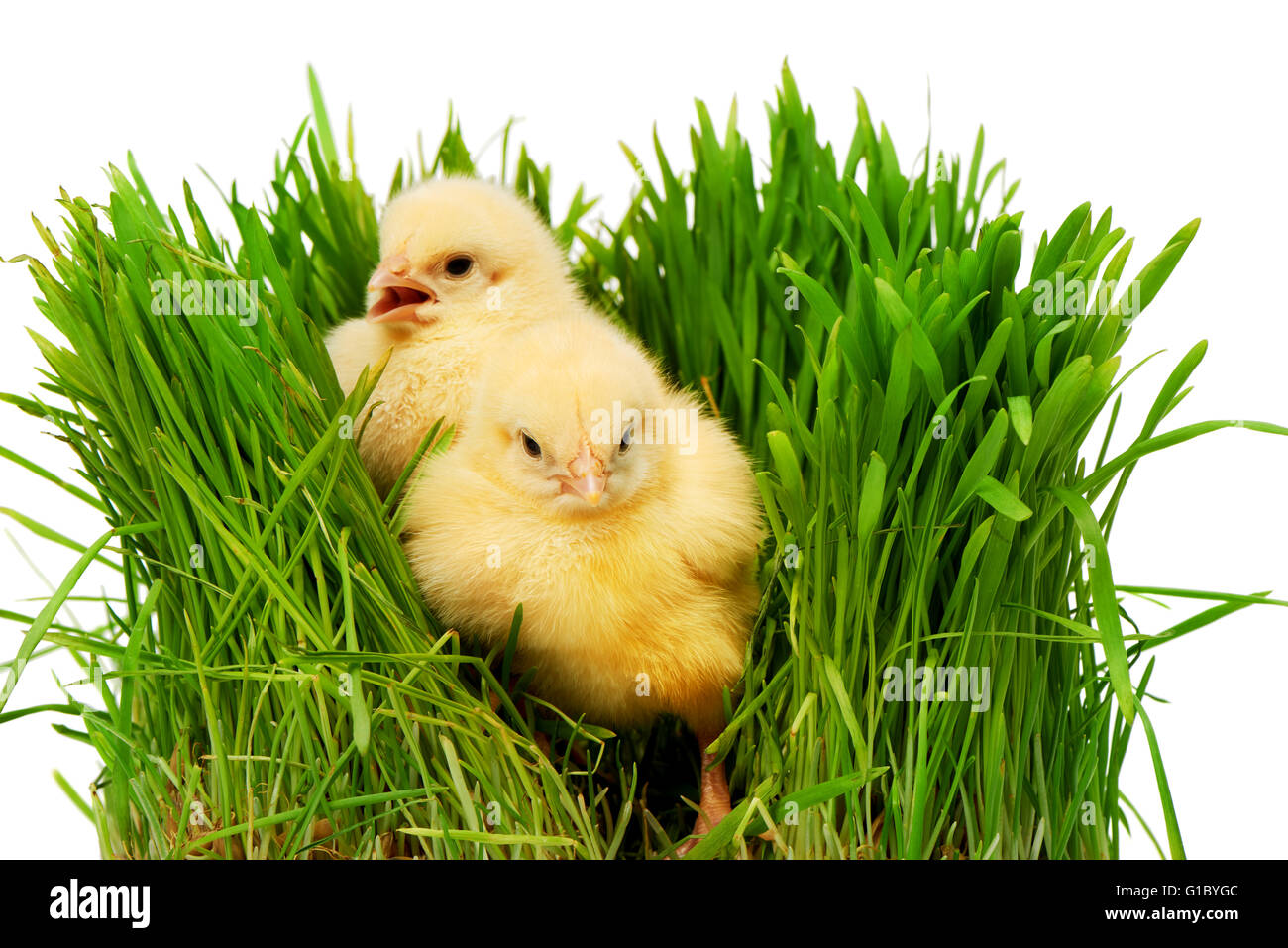 Two small yellow chickens in green grass, isolated on white background ...