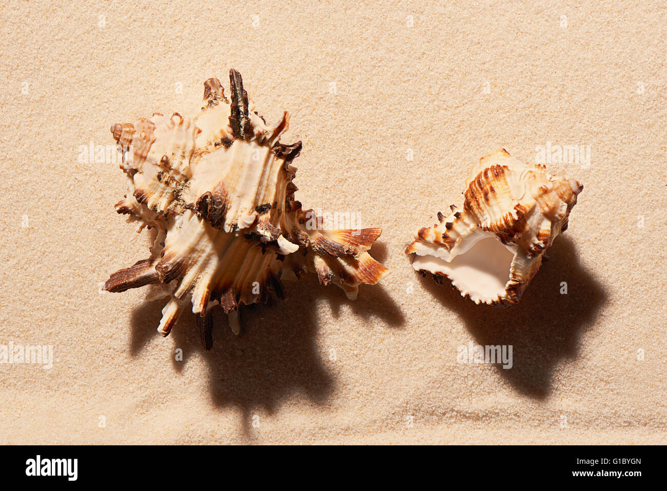Two sea shells on sand. Summer beach background. View from above Stock ...