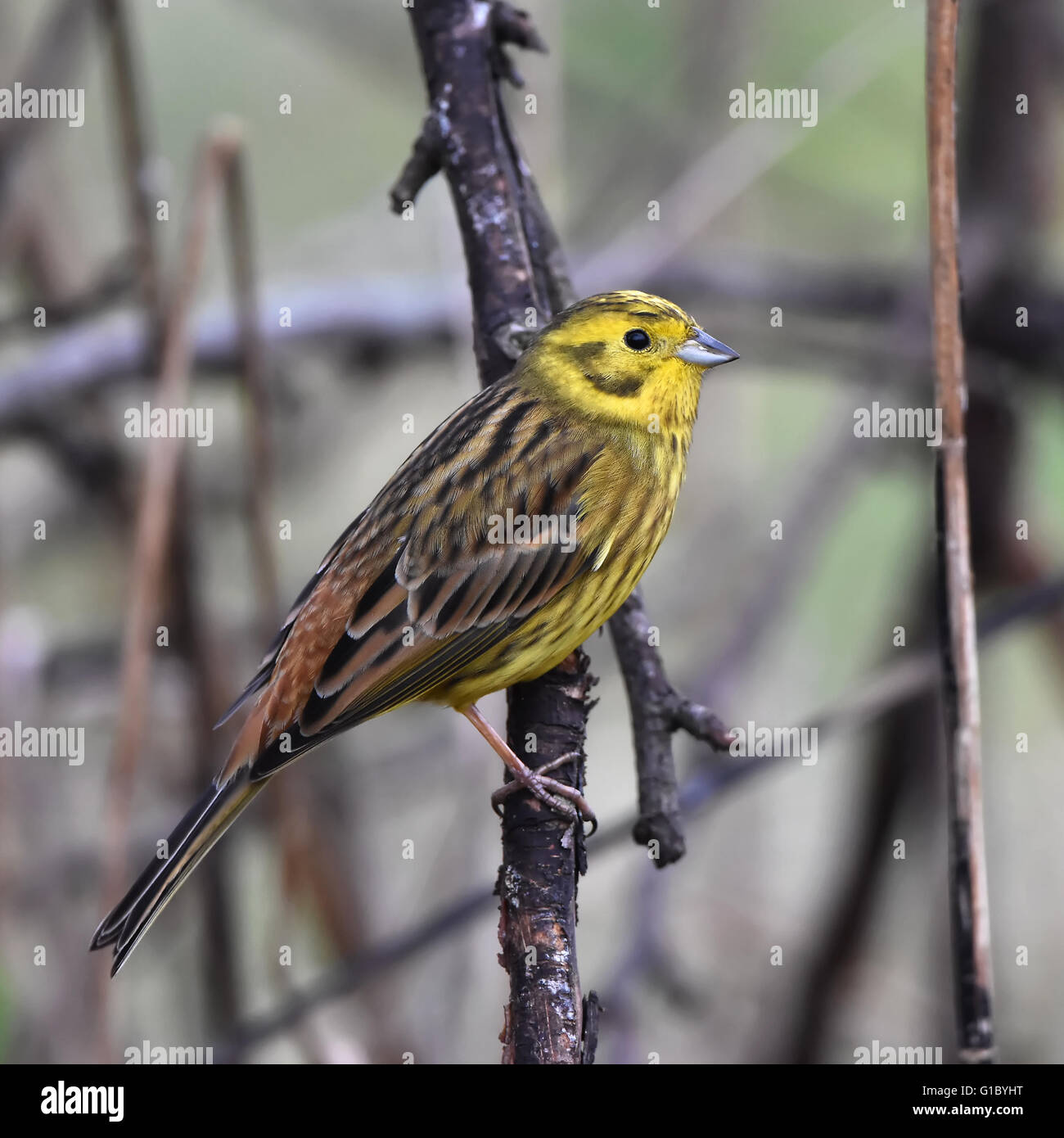 Yellowhammer resting on a branch in its habitat Stock Photo - Alamy
